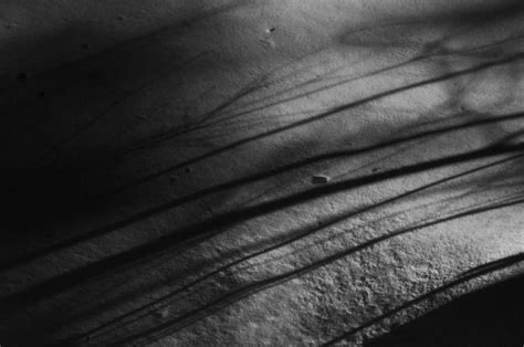 Snow And Shadow Photograph By Sophia Zeteo Fine Art America