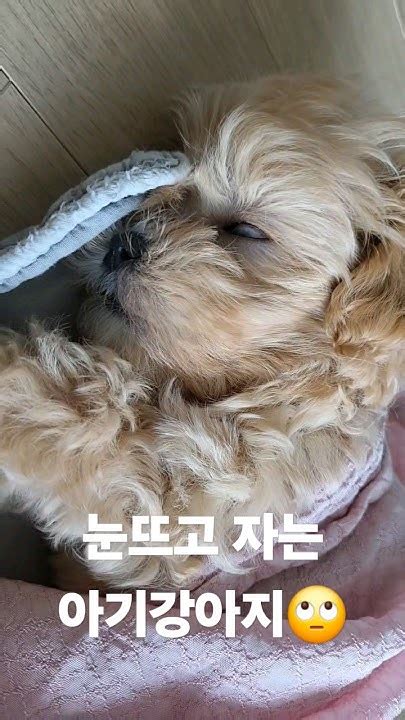 눈뜨고 자는 아기 말티푸 Youtube
