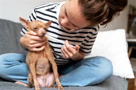 Enterogermina Para Perros Para Qué Sirve Dosis Y Efectos Secundarios