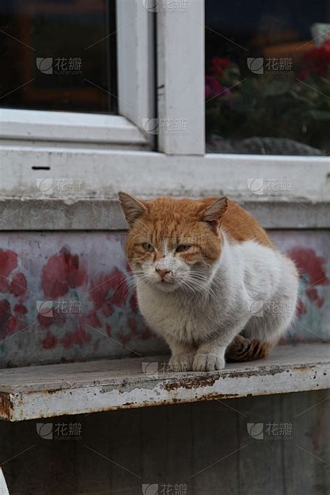 只流浪猫