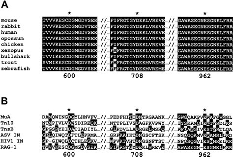 Mutational Analysis Of Rag1 And Rag2 Identifies Three Catalytic Amino