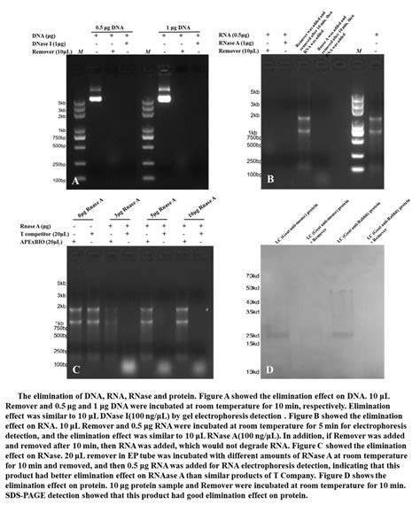 Apexbio Rnase Rna And Dna Remover