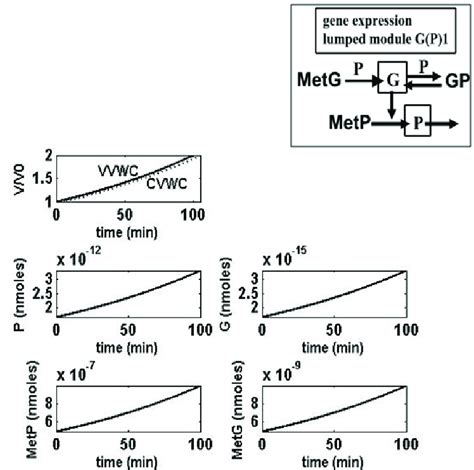 Dynamics Of The Cell Volume Up Row Generated With The Vvwc