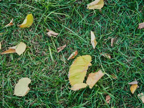 Green Grass Texture For Background Green Lawn Pattern And Background