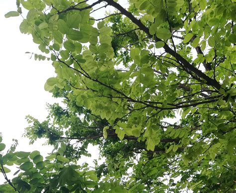 Levaes Of A Random Tree That I Thought Was Cool R Pics