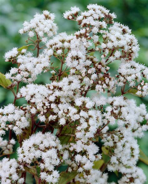Eupatorium Common Boneset Buy Eupatorium From Dutchgrown