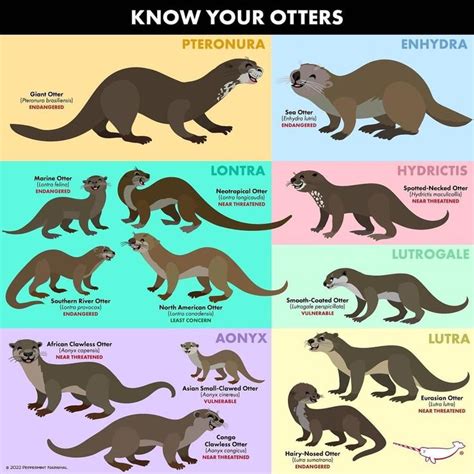 Know Your Otters A Guide To The 13 Otter Species