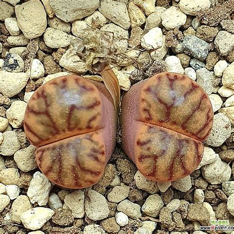 리톱스 레드코랄 2두 군생 Red Coral L1355 Lithops bromfieldii cv Red Coral