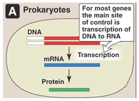 MCB Regulation Of Gene Expression Exam Flashcards Quizlet
