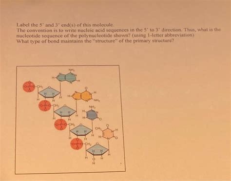 NUCLEIC ACIDS Draw The Chemical Structure Of One Chegg