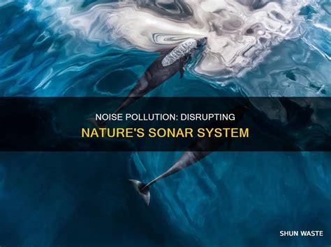Noise Pollution Disrupting Nature S Sonar System ShunWaste