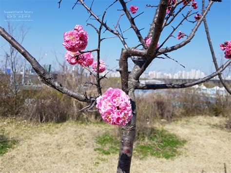 2019 여의도벚꽃축제 하루 전날 윤중로 방문 개화상황 네이버 블로그