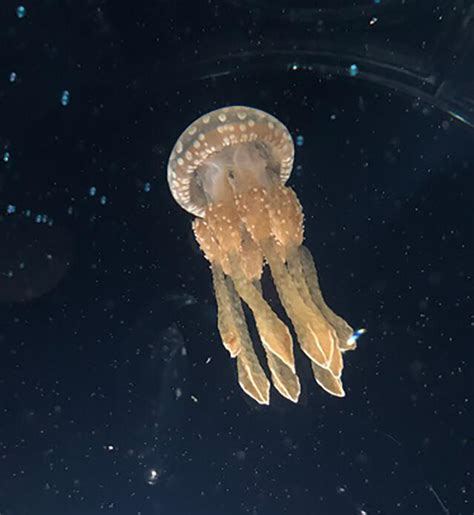 タコクラゲの検索結果 Yahooきっず検索