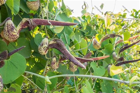 گل پیپ هلندی؛ گلی شبیه پیپ که باعث تسهیل زایمان در زنان و سرطان در