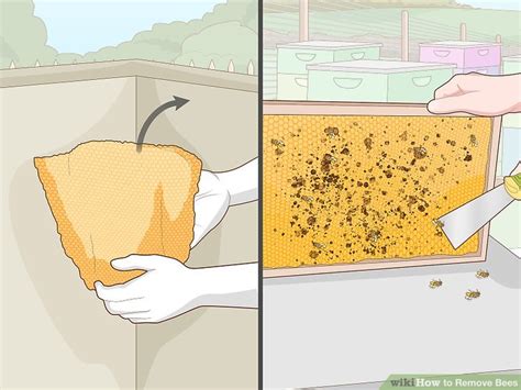 Ways To Remove Bees WikiHow