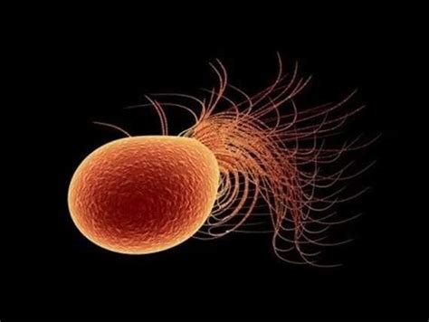 Pyrococcus Furiosus Alchetron The Free Social Encyclopedia