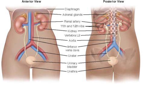 Module 9 Renal And Urinary Elimination Flashcards Quizlet
