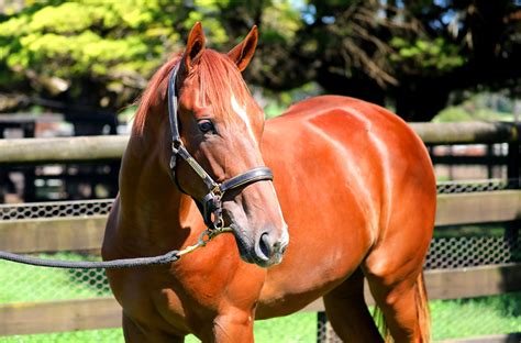 Written Tycoon X Rare Occurrence Stridyl