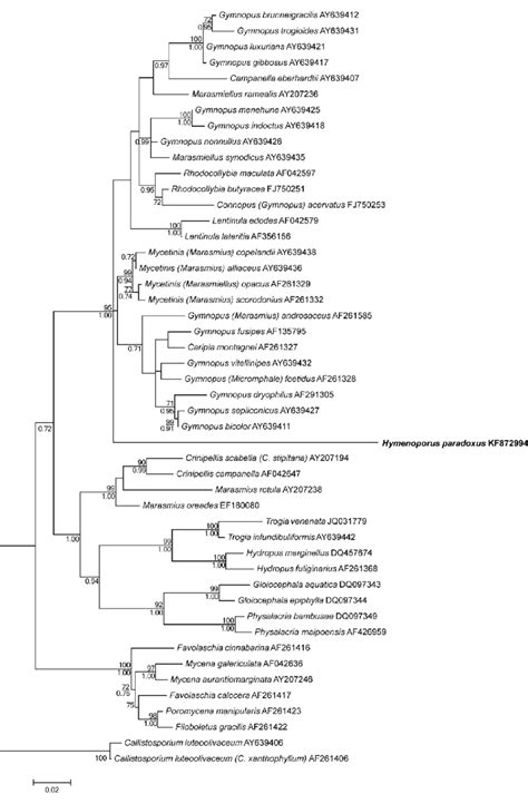 Maximum Likelihood Phylogenetic Tree Based On The Partial 28s Rdna Gene