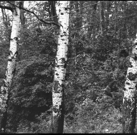 Prurient And Hanged Mans Orgasm Unknowns Reviews Album Of The Year
