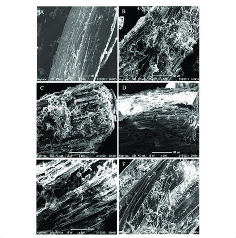 Scanning Electron Micrograph Sem Analysis Of A Raw Soybean Straw Download Scientific