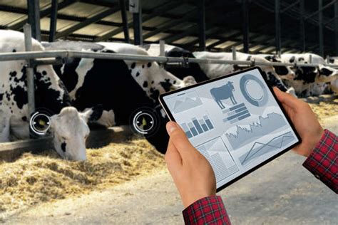 Revolutionäre Smart Ranch Technologie für eine bessere Rinderhaltung | Geier