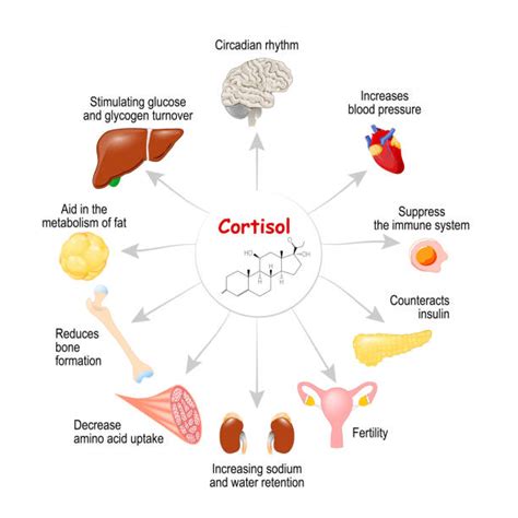 1200 Cortisol Fotografías De Stock Fotos E Imágenes Libres De