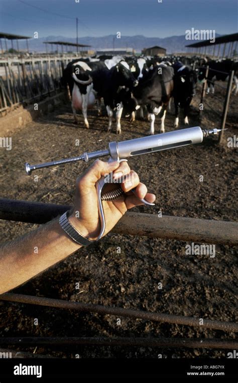 Genetically Engineered Hormone Injection The Bovine Growth Hormone Or