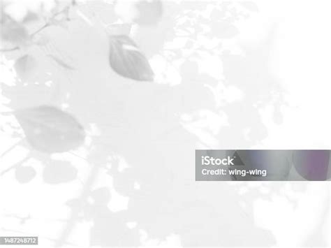 흐림 시멘트 벽 바닥 배경에 추상적인 그림자 잎 파스텔 최소 식물 나무 자연 조명 오버레이 나뭇잎 배경 모형 제품 질감 템플릿 패턴 공간 장면 모양 회색 흰색 표면 0명에