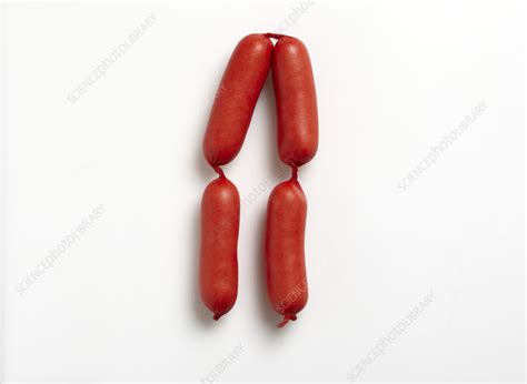 string of cheerio sausages stock image c053 9977 science photo