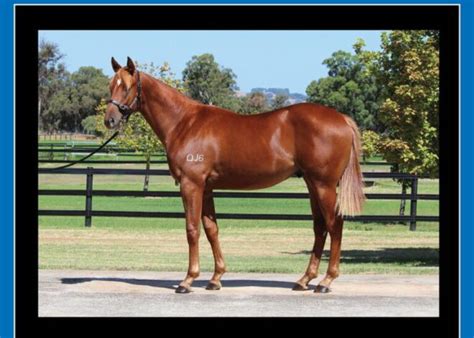 Find Yearling S Online Australia Thoroughbred Sales