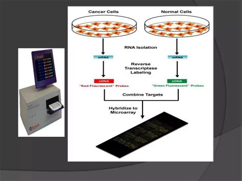 Microarrays Databasespptx