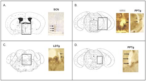 Pdf Signals From The Brainstem Sleepwake Centers Regulate Behavioral Timing Via The Circadian