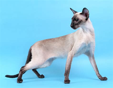 Siamese Cats Home Your Cat Will Be Happy
