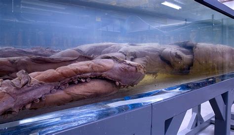Giant And Colossal Squid Revealing The Secrets Of The Largest
