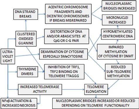 Plausible Pathways Linking UV Induced DNA Damage And DNA Download Scientific Diagram