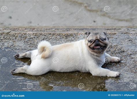 Hot Pug Stock Image Image Of Looking Dogs Ears Pedigree 20280573