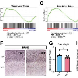 Myt L Controls Cortical Neuron Layer Specification A Gsea Showed An