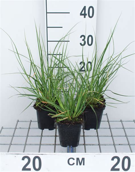 Cortaderia Selloana Pumila Pot 9x9 Cm