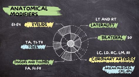 Anatomical Modifiers Aci Solutions Llc