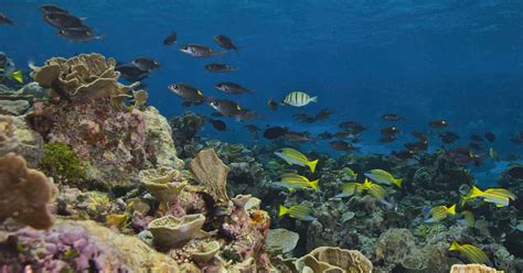 Lesson Coral Classification Encounter Edu