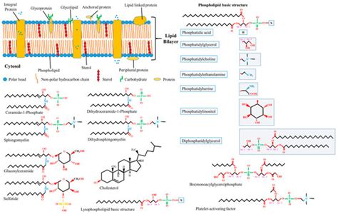 Phospholipid Synthesis Dehydration