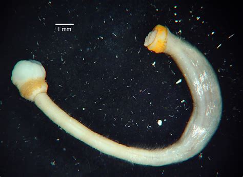 Real Monstrosities Aplacophora