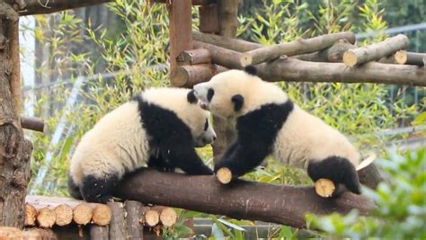 Cute Giant Panda Cubs Squabble In Play Fight Cgtn
