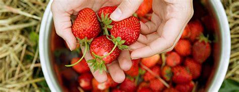 So Gesund Sind Erdbeeren Dak Fit