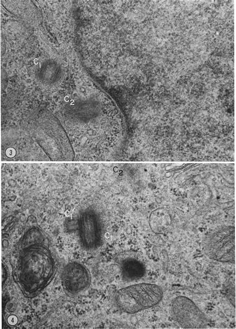 Figure 3 From The Centriole Cycle In Synchronized Hela Cells Semantic