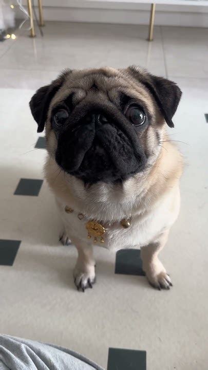 What About My New Necklace 😝 Pug Cute Pets Puglife Animals Puppy
