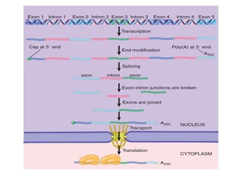 Steps For Rna Processing In General Ppt