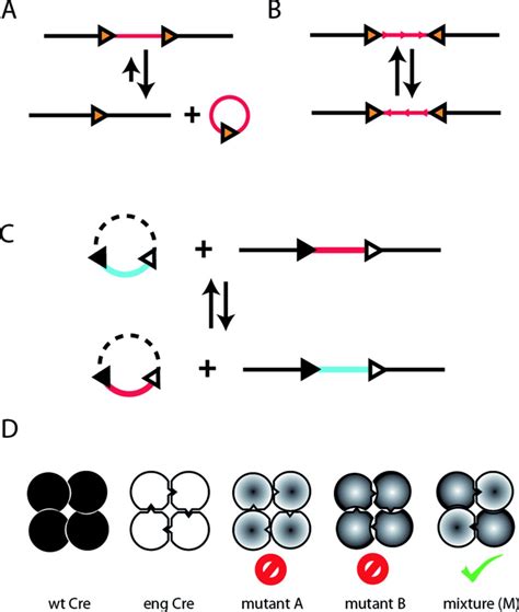 Genomic Applications Of Cre Recombinase Depending On The Number And