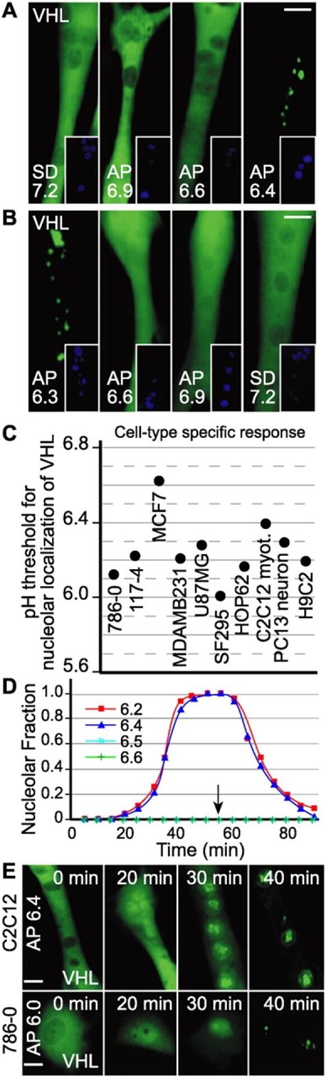 Ph Dependent Kinetics Of Vhl Subcellular Trafficking A Download